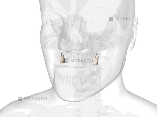 Maxillary third molar | BioDigital Anatomy