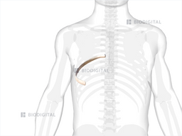 Right seventh rib | BioDigital Anatomy