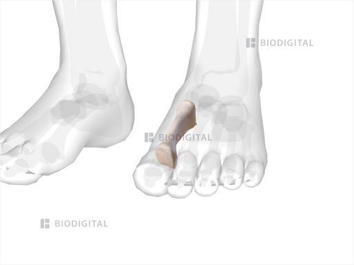 Left first metatarsal | BioDigital Anatomy