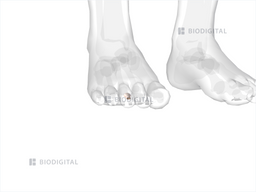 Middle phalanx of right third toe | BioDigital Anatomy