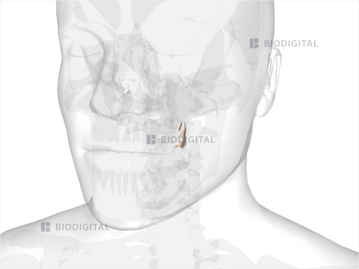 Left maxillary third molar | BioDigital Anatomy