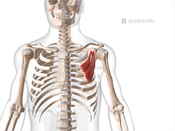 Left pectoralis minor | BioDigital Anatomy