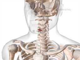 Left geniohyoid | BioDigital Anatomy