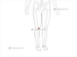Right patella | BioDigital Anatomy