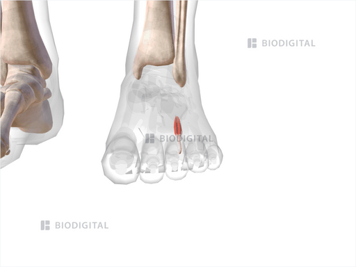 Third dorsal interosseus muscle of left foot | BioDigital Anatomy