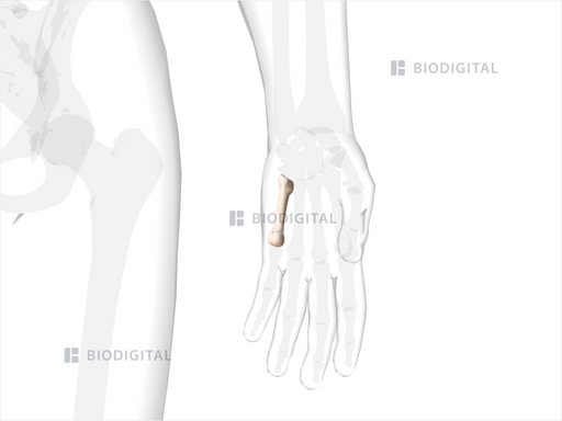 Left fifth metacarpal | BioDigital Anatomy