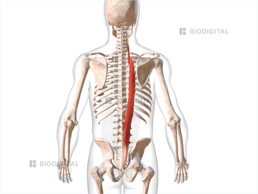 Right longissimus | BioDigital Anatomy