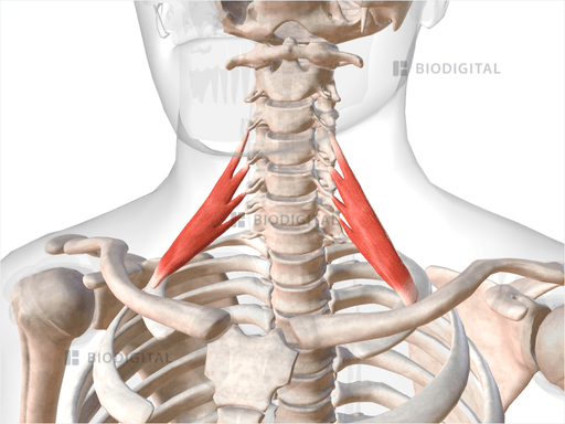 Anterior scalene | BioDigital Anatomy