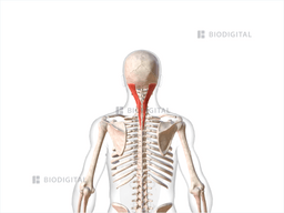 Splenius capitis | BioDigital Anatomy