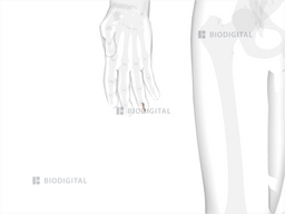 Distal phalanx of right ring finger | BioDigital Anatomy