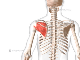 Muscles of left rotator cuff | BioDigital Anatomy