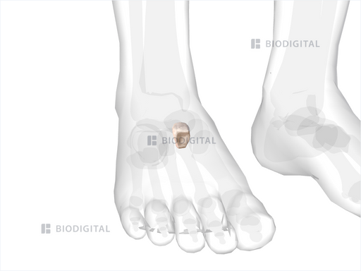Right intermediate cuneiform | BioDigital Anatomy