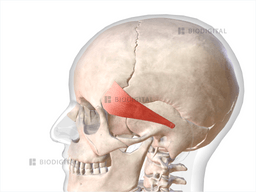 Auricularis anterior | BioDigital Anatomy