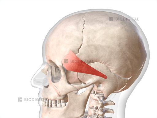 Auricularis anterior | BioDigital Anatomy