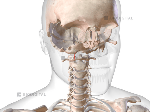 Right salpingopharyngeus | BioDigital Anatomy