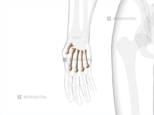 Metacarpal bones of right hand and wrist | BioDigital Anatomy