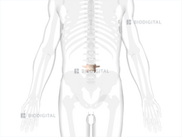 Fourth lumbar vertebra | BioDigital Anatomy