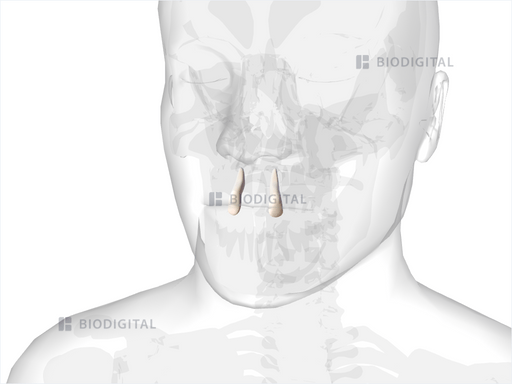Maxillary lateral incisor | BioDigital Anatomy