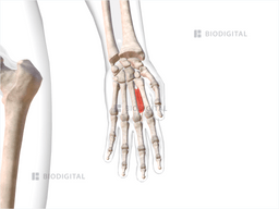 Second dorsal interosseous muscle of left hand | BioDigital Anatomy