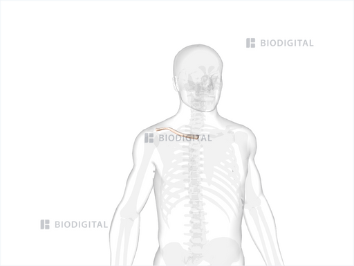 Right clavicle | BioDigital Anatomy