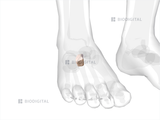 Right lateral cuneiform | BioDigital Anatomy