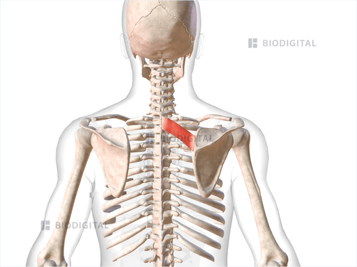 Right rhomboid minor | BioDigital Anatomy
