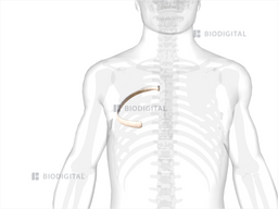 Right fifth rib | BioDigital Anatomy