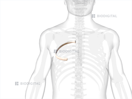 Right fifth rib | BioDigital Anatomy