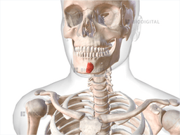 Left mentalis | BioDigital Anatomy
