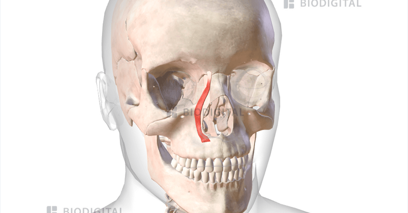 Levator Labii Superioris Alaeque Nasi Muscle
