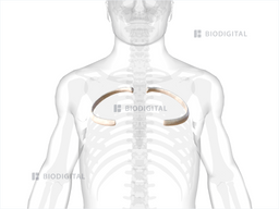 Fourth rib | BioDigital Anatomy