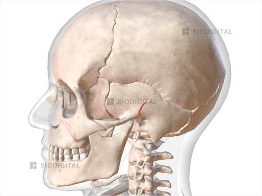 Helicis major | BioDigital Anatomy