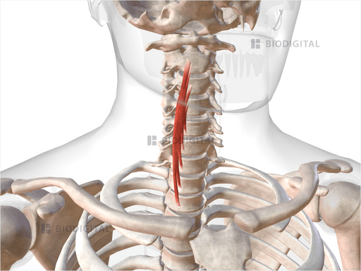 Vertical intermediate part of right longus colli | BioDigital Anatomy