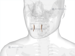 Mandibular canine | BioDigital Anatomy