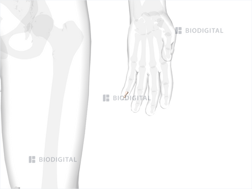 Distal phalanx of left little finger | BioDigital Anatomy