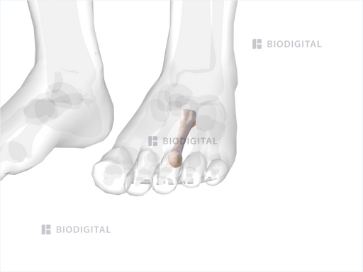 Left third metatarsal | BioDigital Anatomy
