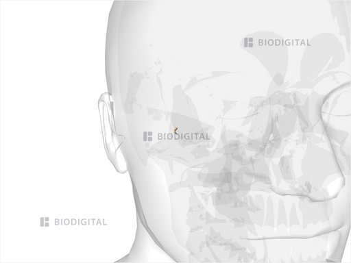 Right malleus | BioDigital Anatomy