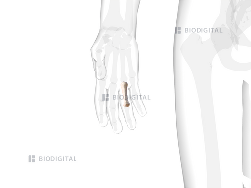 Proximal phalanx of right ring finger | BioDigital Anatomy