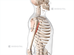 Right coracobrachialis | BioDigital Anatomy