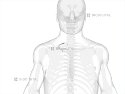 Right first rib | BioDigital Anatomy