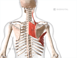 Deep muscles of right shoulder | BioDigital Anatomy