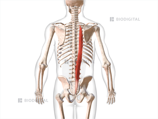 Right longissimus thoracis | BioDigital Anatomy