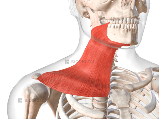 Right platysma | BioDigital Anatomy