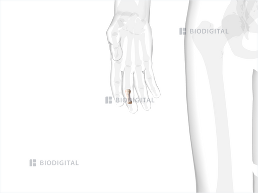 Middle phalanx of right middle finger | BioDigital Anatomy