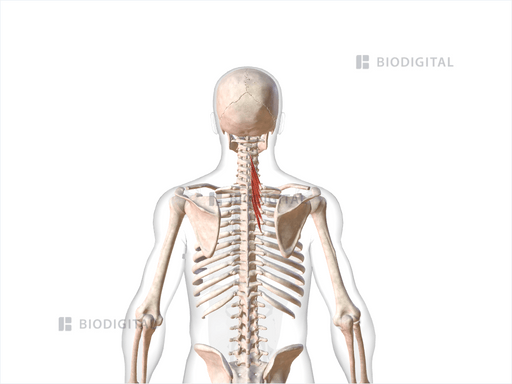 Right semispinalis cervicis | BioDigital Anatomy