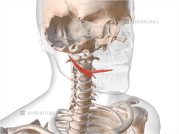 Right styloglossus | BioDigital Anatomy