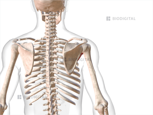 Right subscapularis | BioDigital Anatomy