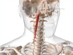 Right longus capitis | BioDigital Anatomy