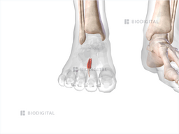 Second dorsal interosseus muscle of right foot | BioDigital Anatomy