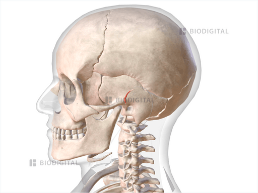 Left helicis major | BioDigital Anatomy